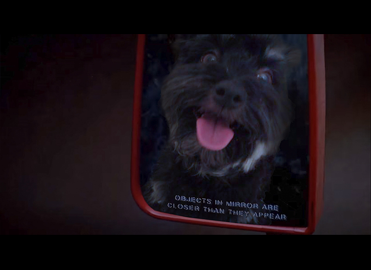We recreated Jurassic Park with our dog, the results are adorable