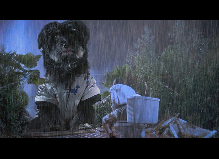 We recreated Jurassic Park with our dog, the results are adorable